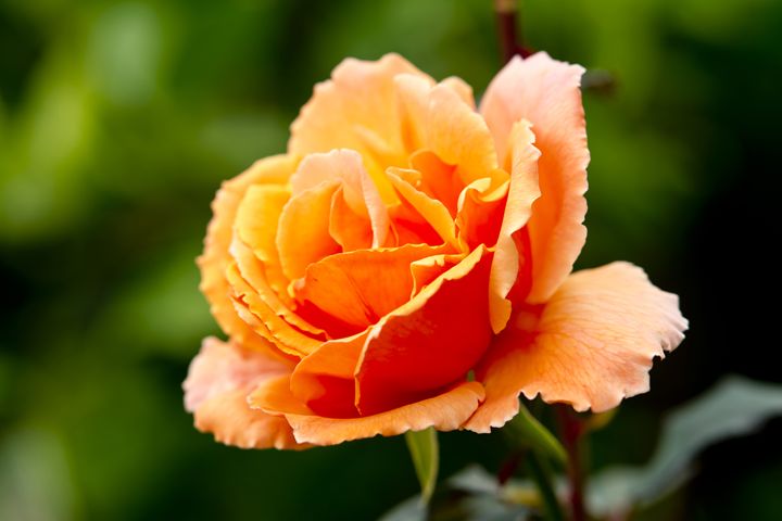 ROSE - Terence C Kneale Fine Art - Photography, Flowers, Plants ...