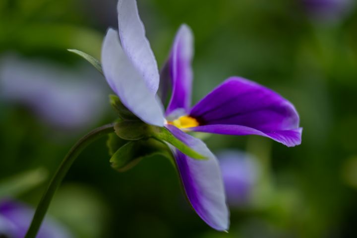 Purple Elegance - NatureBlooms - Photography, Flowers, Plants, & Trees ...