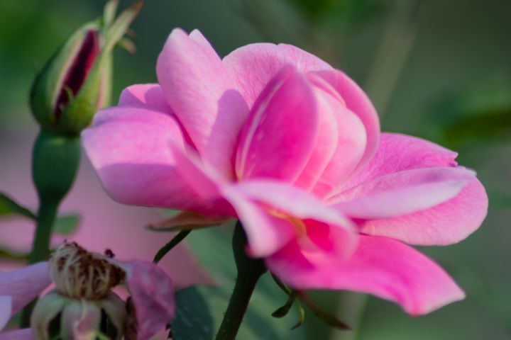 Blooming Pink Rose - NatureBlooms - Photography, Flowers, Plants ...