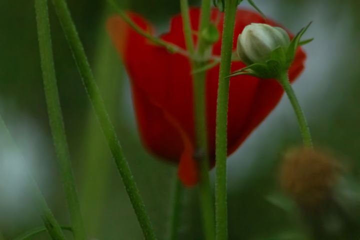 Layers of Bloom – A Floral Contrast - NatureBlooms - Photography ...