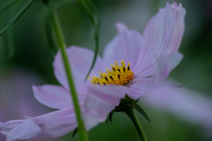 Soft Petals and Golden Core - NatureBlooms - Photography, Flowers ...