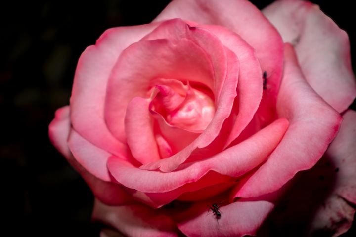 A Delicate Pink Rose in Bloom - NatureBlooms - Photography, Flowers ...