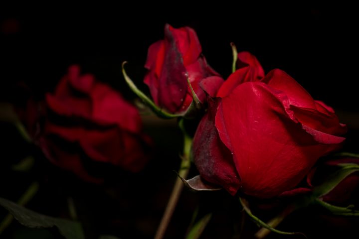 Red Roses in Low Light - NatureBlooms - Photography, Flowers, Plants ...