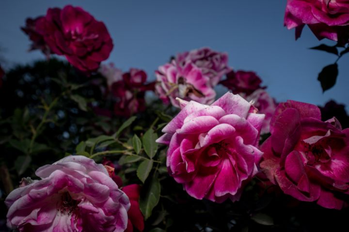 Vibrant Rose Cluster in Full Bloom - NatureBlooms - Photography ...