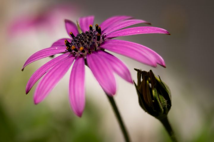 Macro Floral Portrait - NatureBlooms - Photography, Flowers, Plants ...
