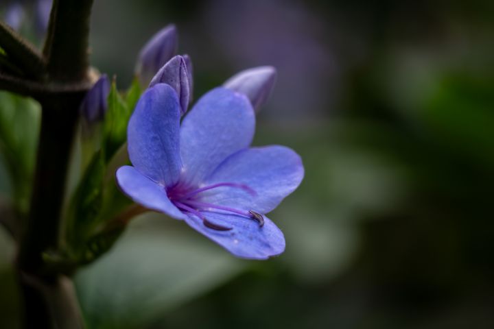 Delicate Purple Bloom - NatureBlooms - Photography, Flowers, Plants ...