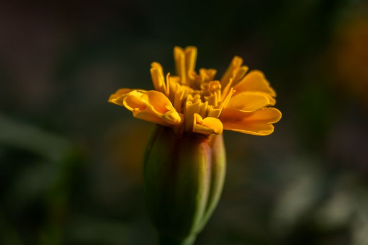 Marigold in Early Bloom - NatureBlooms - Photography, Flowers, Plants ...