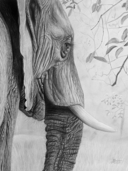 Elephant - Kevin's Pencil Art - Drawings & Illustration, Animals, Birds ...