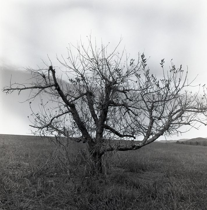 Withered Apple Tree - Lucia Rollow Photography - Photography ...