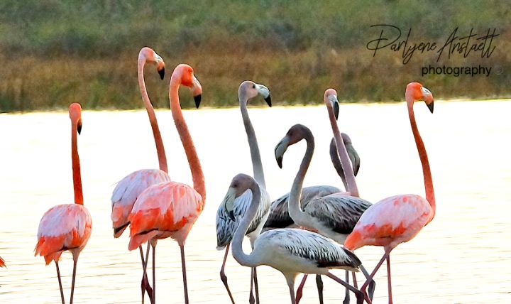 Flamboyance - Kandid Moose Innovative Photo Art & More - Photography ...