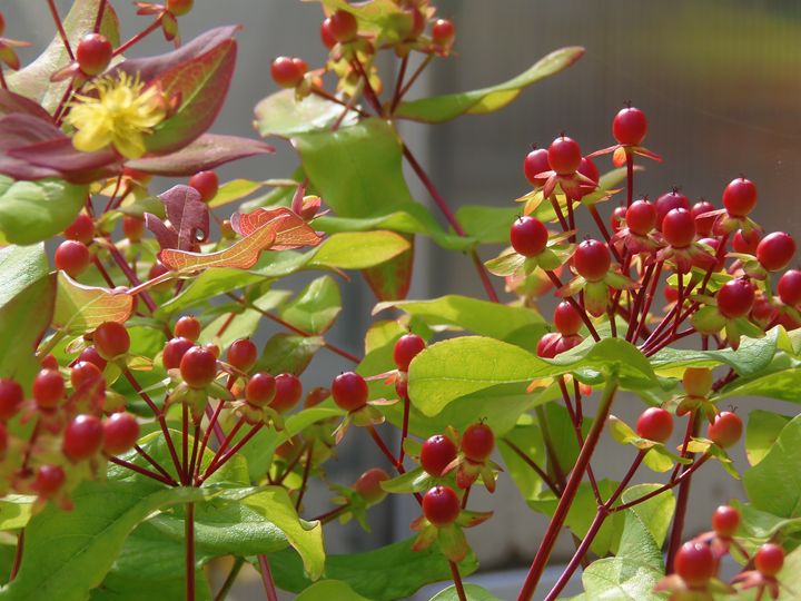 Sweet Amber - Stephy Dewar - Photography, Flowers, Plants, & Trees ...