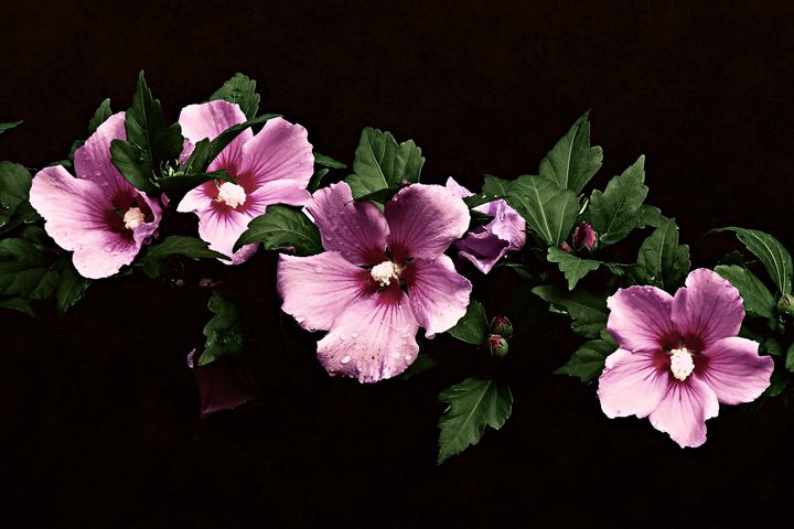 The Flower Line Up - Rybird - Photography, Flowers, Plants, & Trees ...