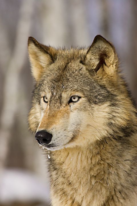 Gray Wolf - Jack Milchanowski - Photography, Animals, Birds, & Fish ...