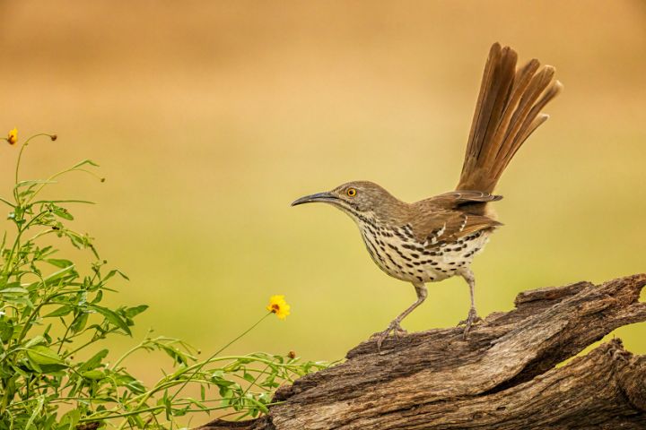 Long-billed Thrasher - Jack Milchanowski - Photography, Animals, Birds ...
