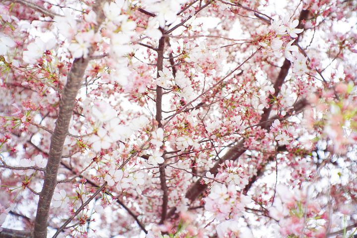 Buy Flowering Chinese Tree, Trees & Shrubs, Flowers, Plants, & Trees ...