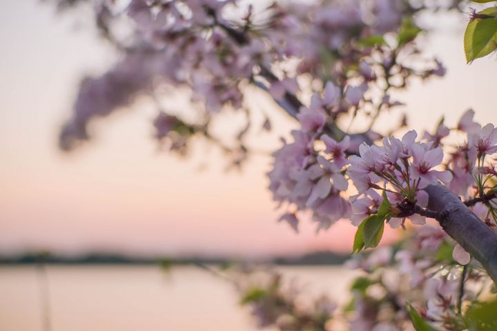 April Sunset - SeaFerret Creations - Photography, Flowers, Plants ...