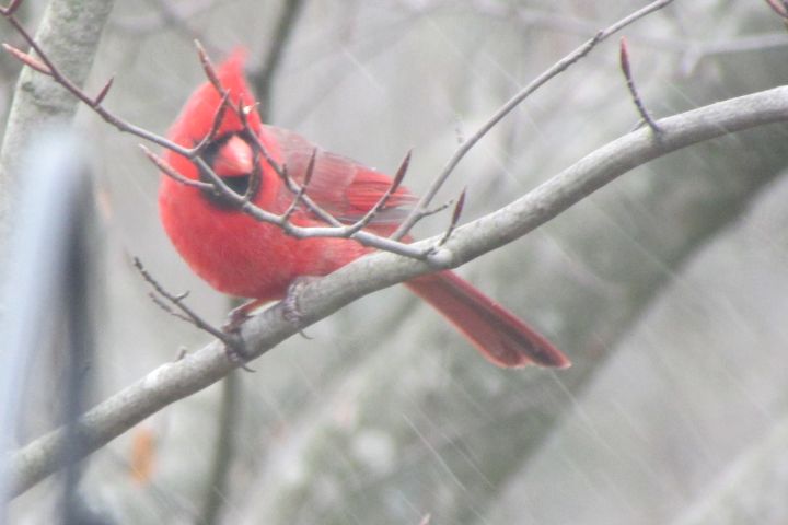 Cardinal in the snow - Red Bird Art Studio - Photography, Animals ...