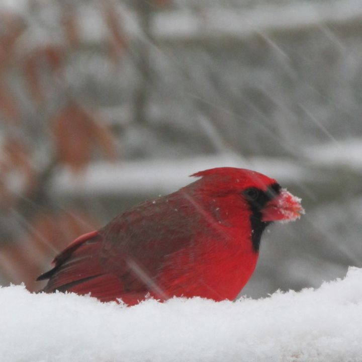 Cardinal in the snow - Red Bird Art Studio - Photography, Animals ...