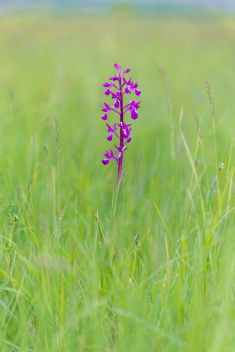 Wild Lax-flowered orchid - Stephen Rennie Wildlife Photography ...