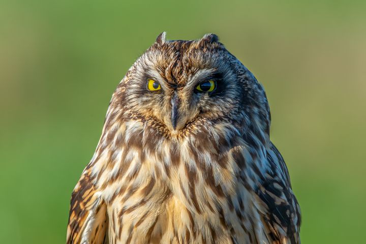 Short-eared owl portrait - Stephen Rennie Wildlife Photography ...