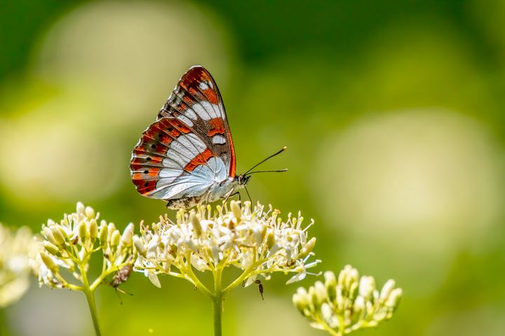 Eurasian White Admiral butterfly - Stephen Rennie Wildlife Photography ...