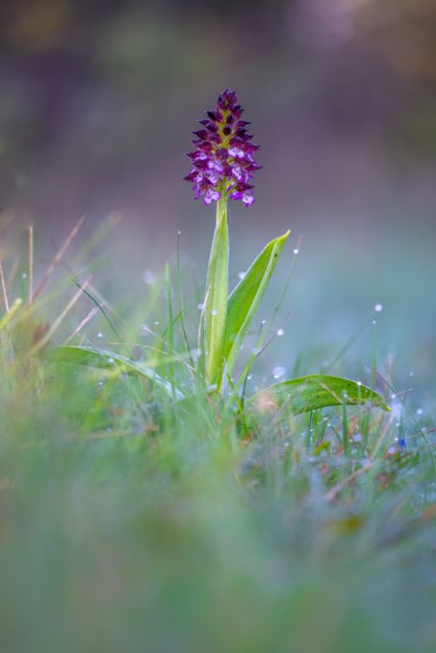 Orchis purpurea - Stephen Rennie Wildlife Photography - Photography ...
