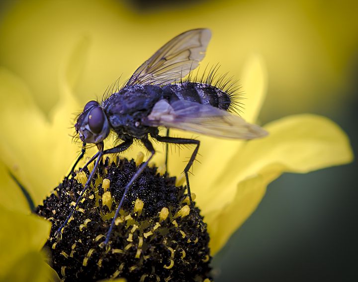 Fly - Christopher Warren Sr. - Photography, Landscapes & Nature, Desert ...
