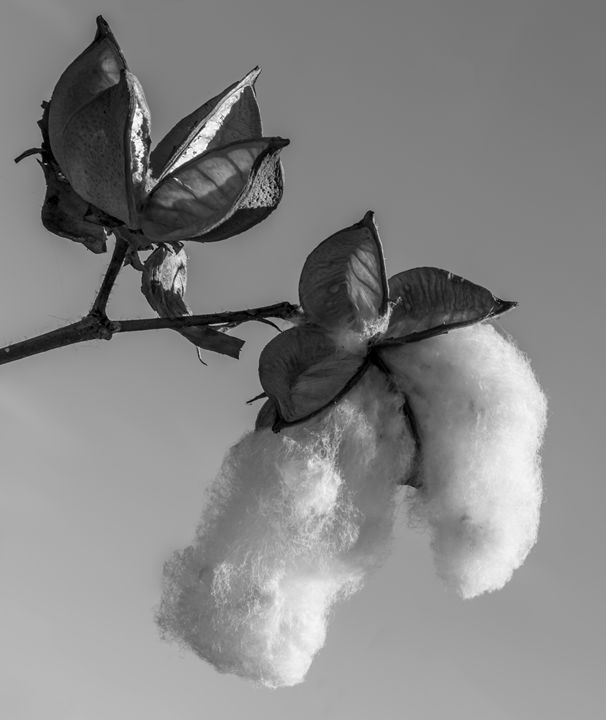 Clicking Cotton - Christopher Warren Sr. - Photography, Flowers, Plants ...