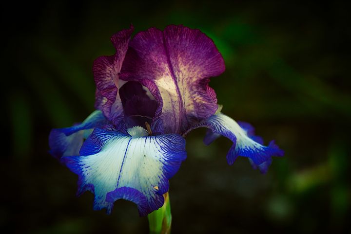 Iris #3 - Christopher Warren Sr. - Photography, Flowers, Plants ...