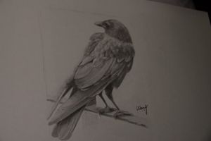 Fat sparrow / Original - WM ART - Drawings & Illustration, Animals ...