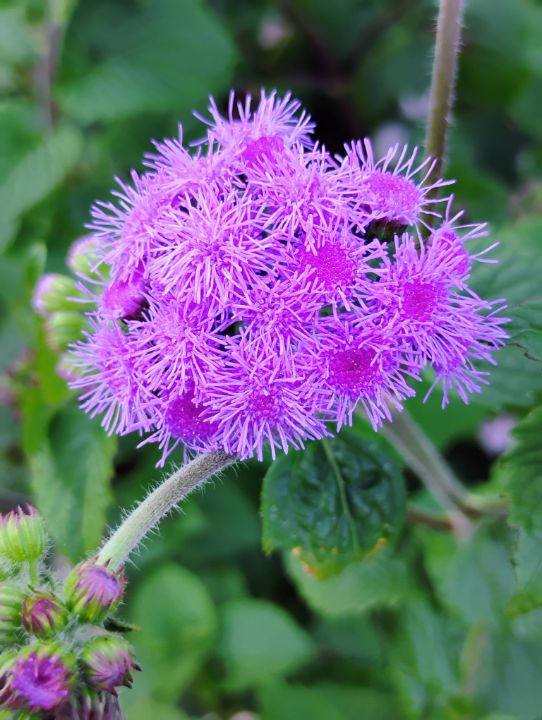 Alex - Photography, Flowers, Plants, & Trees, Flowers, Other Flowers ...