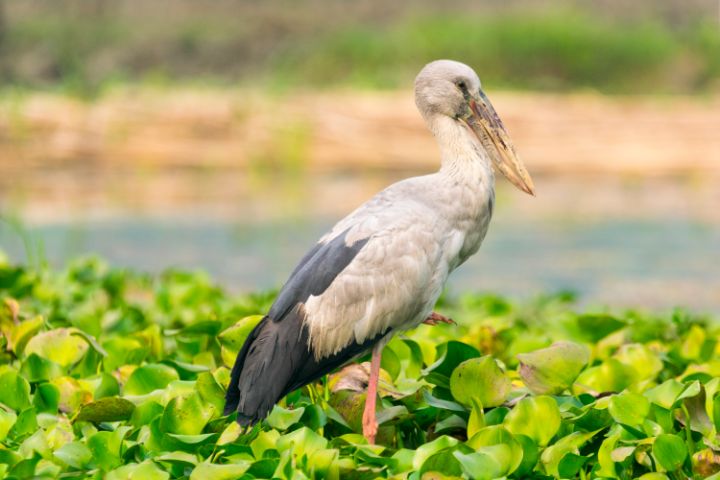 Asian open bill stork - Nature - Photography, Animals, Birds, & Fish ...