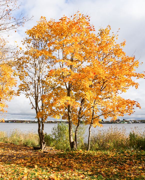 Group of orange maples. - German S - Photography, Flowers, Plants ...