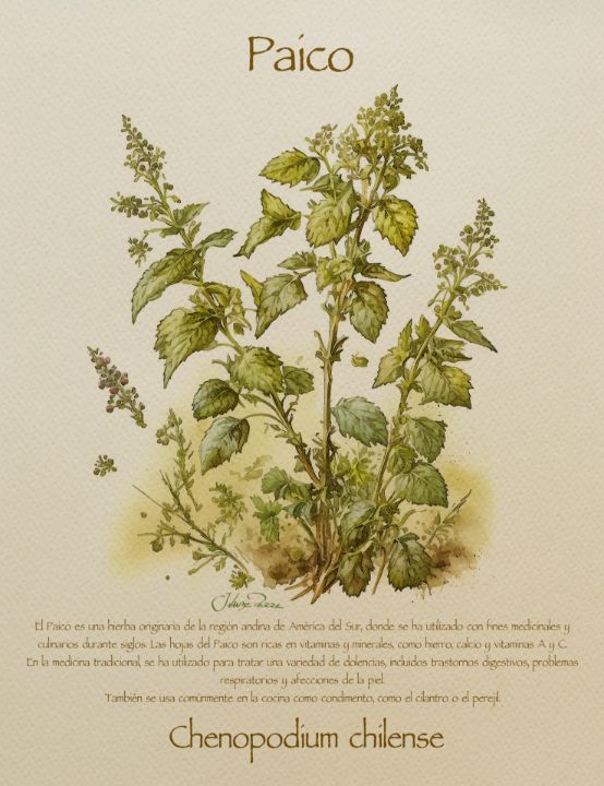 Paico - J.VandePerre - Digital Art & AI, Flowers, Plants, & Trees ...