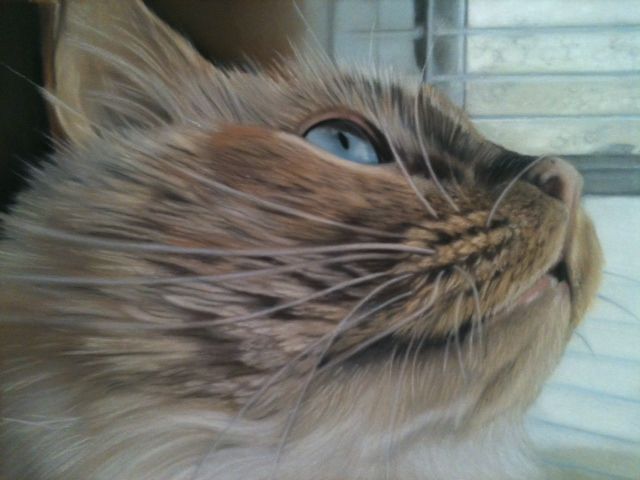 Pet Portrait of Cletus - PetPortraits & Fine Art by Audrey Altemose ...