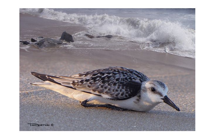 Sandpiper On The Beach - Terry Restivo - Photography, Animals, Birds ...