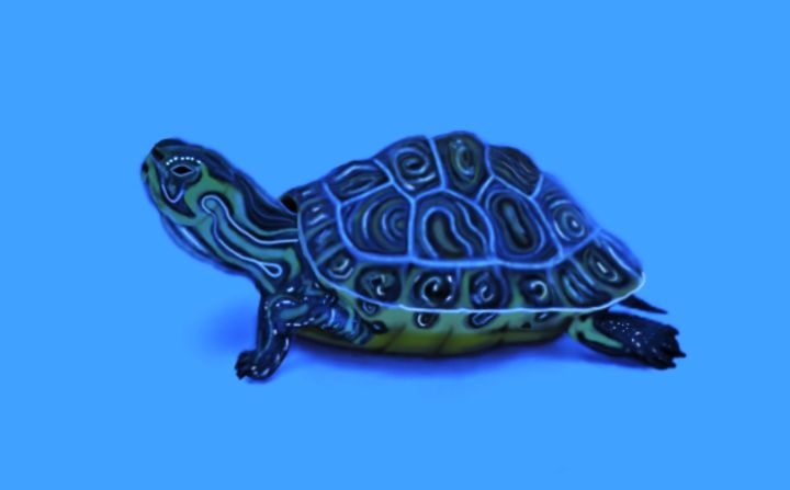Blue Glow Turtle - Art by Shira - Digital Art, Animals, Birds, & Fish ...