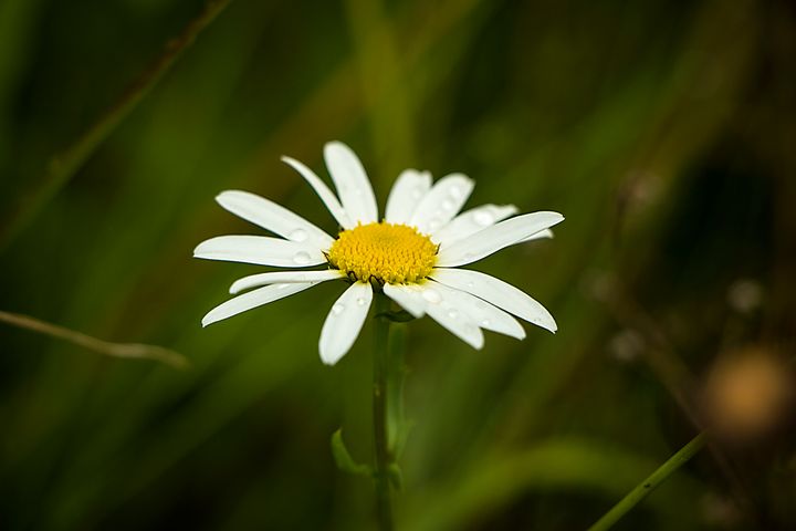 Daisy Dew - Francis Froening - Photography, Flowers, Plants, & Trees ...