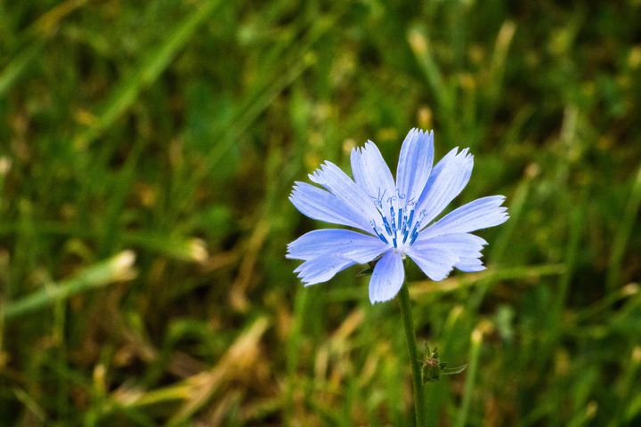 Prince Charming Blue Chicory - Francis Froening - Photography, Flowers ...