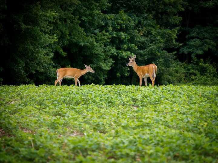 Deer - Francis Froening - Photography, Animals, Birds, & Fish, Deer ...