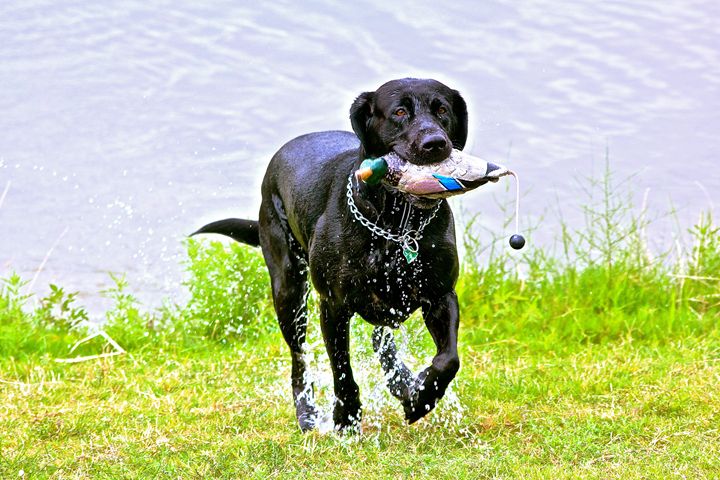 Pure Images by Bre - Photography