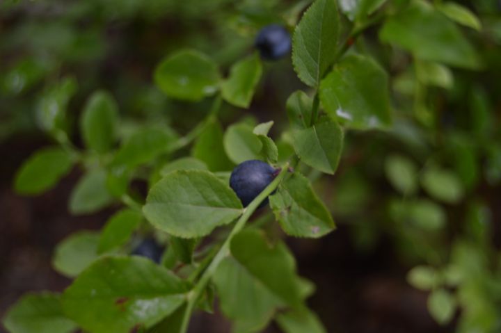 Berries in natural environment - Patryk Frey - Photography, Landscapes ...