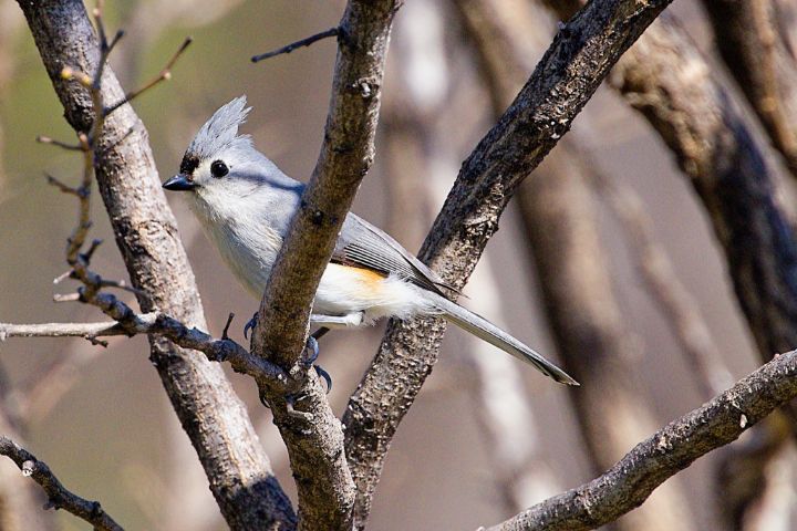 Tufted Titmouse - Fred Pais Photography - Photography, Animals, Birds ...