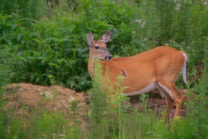 Watchful Deer - Fred Pais Photography - Photography, Animals, Birds ...
