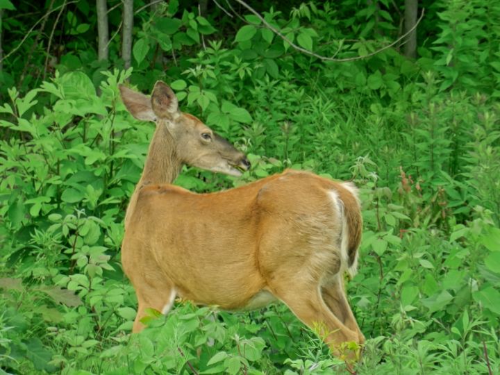 Alert Deer - Fred Pais Photography - Photography, Animals, Birds ...
