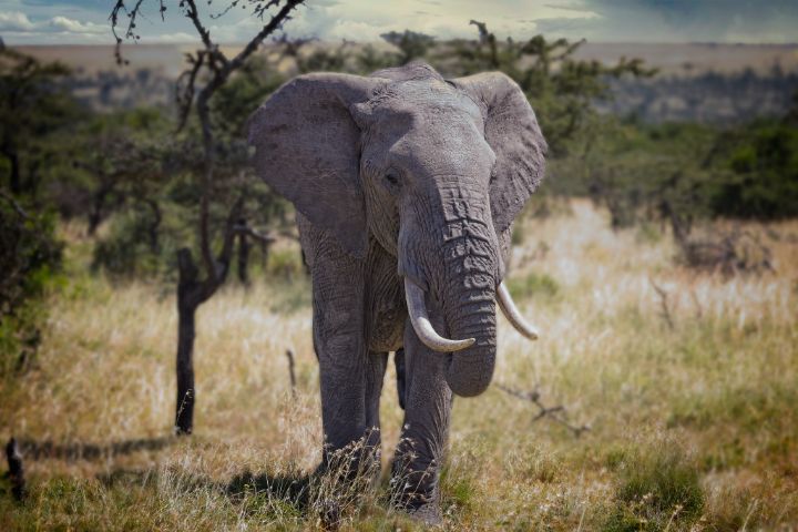 Elephant Greeting - Fred Pais Photography - Photography, Animals, Birds ...