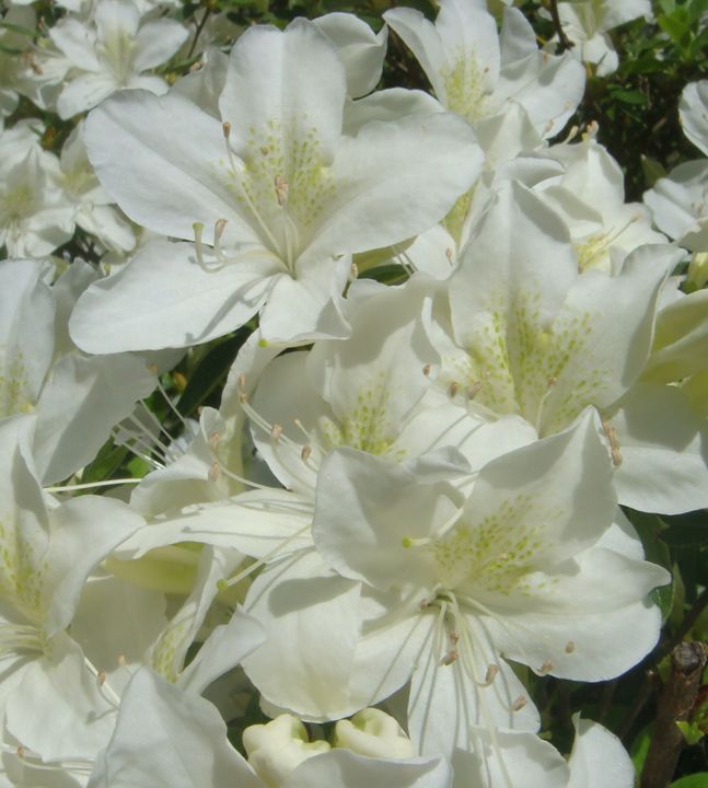 White Azaleas - Earthworks Art Designs and Photography - Photography ...