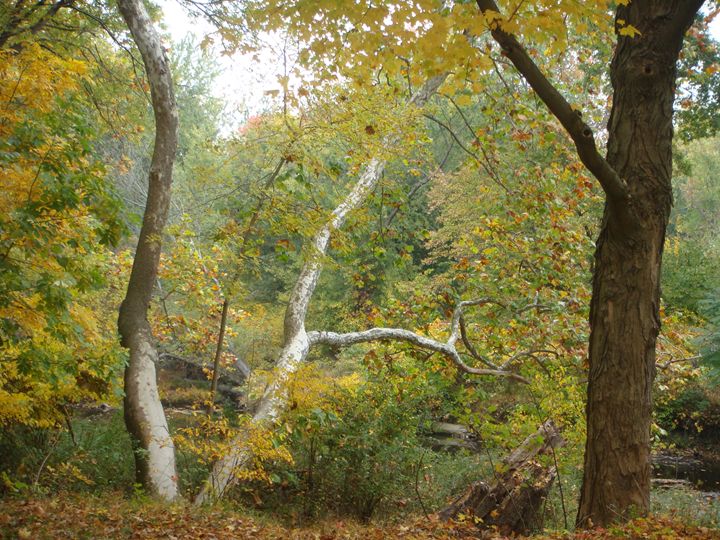 Sycamore Arch - Earthworks Art Designs and Photography - Photography ...