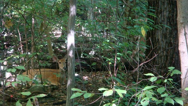 Mama in the Woods - Earthworks Art Designs and Photography ...