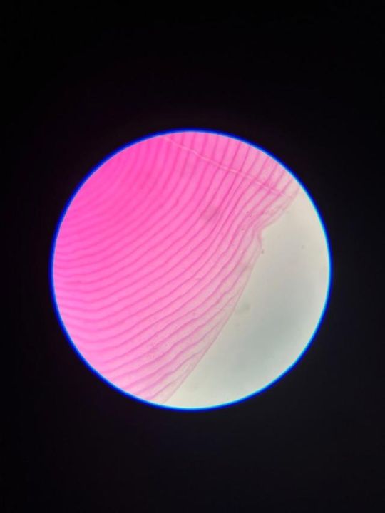 Goldfish Scale - Creative Art and Science - Photography, Science ...